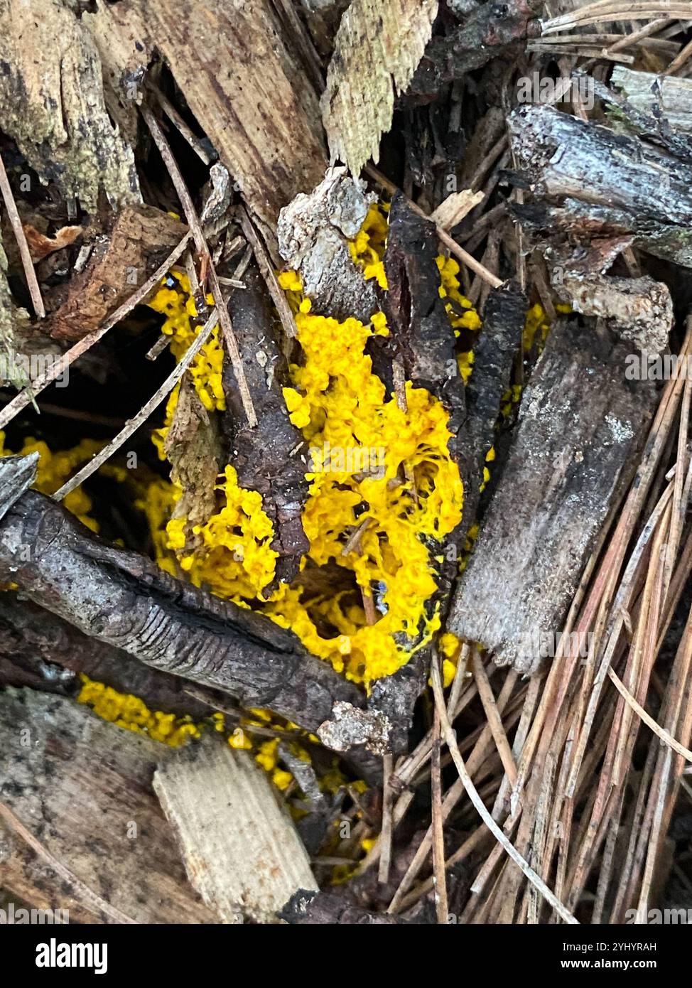 Dog Vomit Slime Mold (Fuligo septica Stock Photo - Alamy