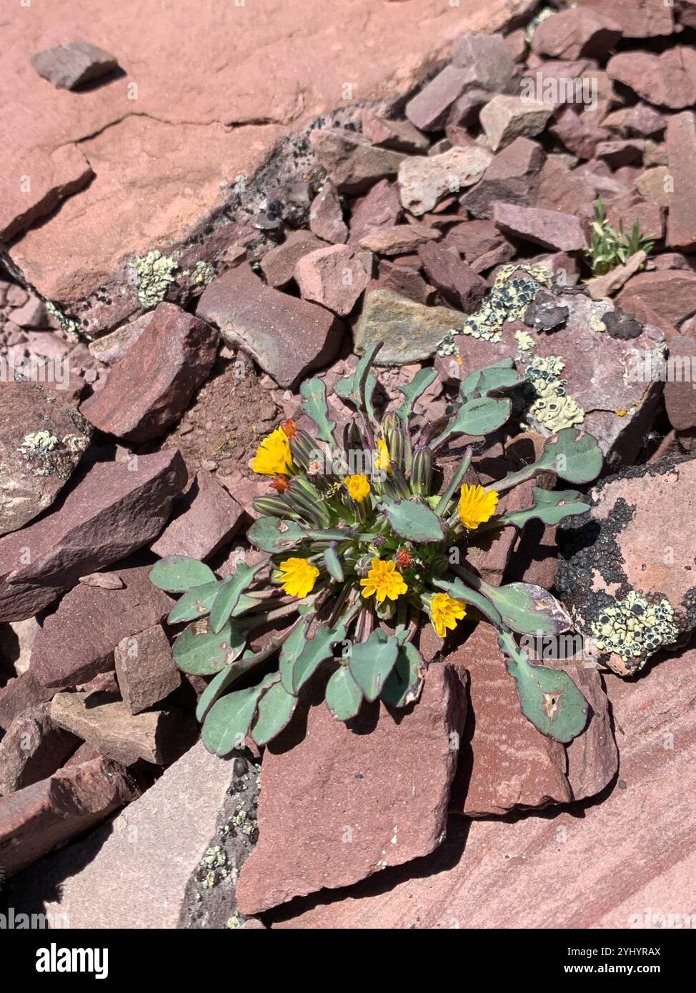 Dwarf Alpine Hawk's-beard (Askellia pygmaea Stock Photo - Alamy