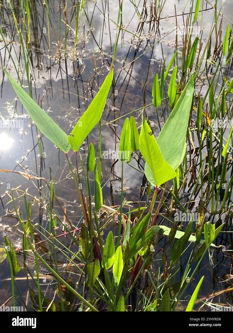 alligator flag (Thalia geniculata Stock Photo - Alamy