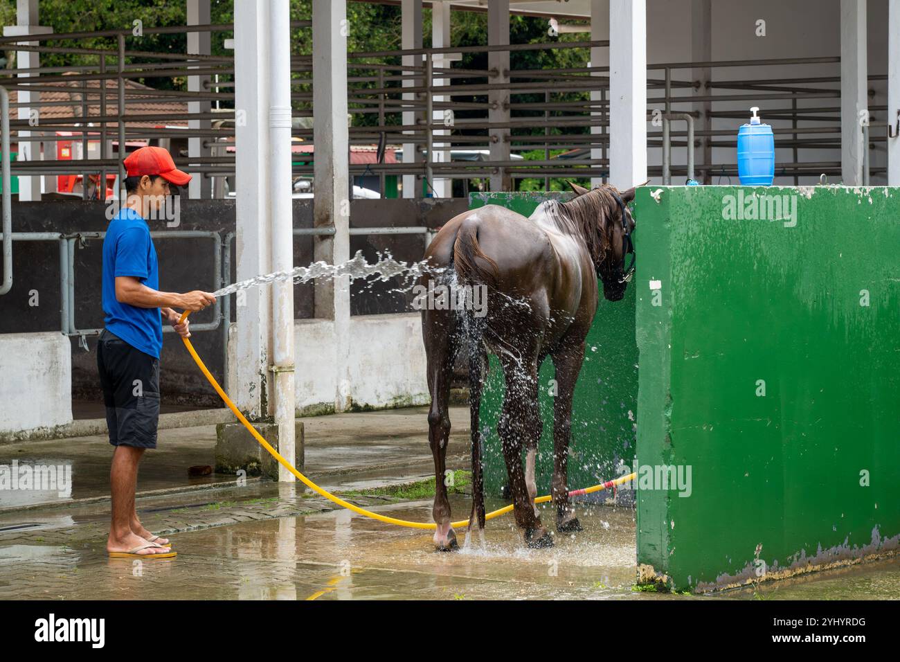 Capture the essence of equine care with this refreshing image of a ...