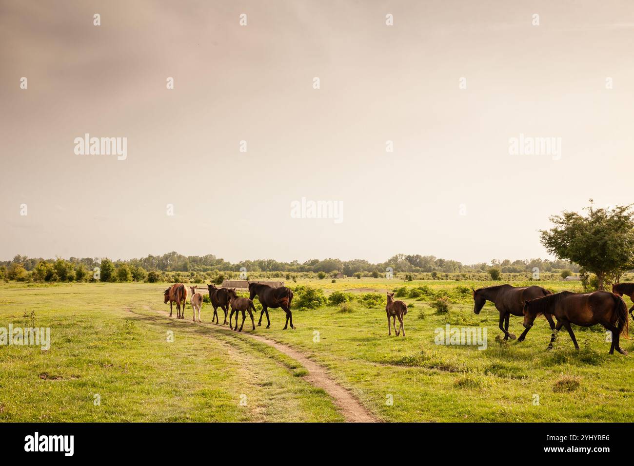 A herd of horses walking along a path, brown, in Zasavica, Serbia ...