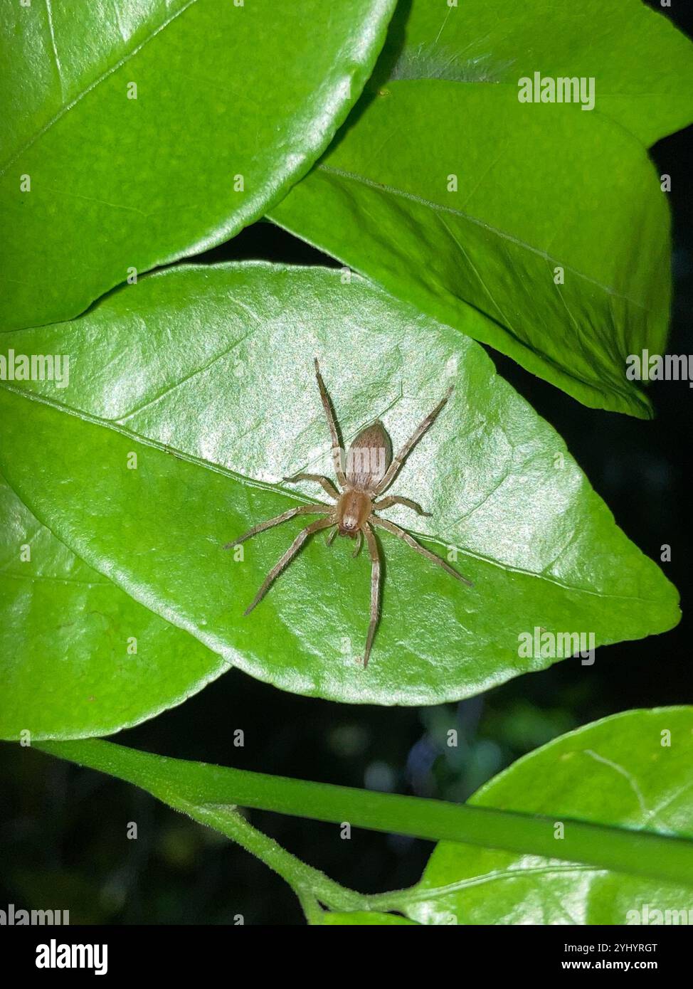 Ghost Spiders (Anyphaenidae Stock Photo - Alamy