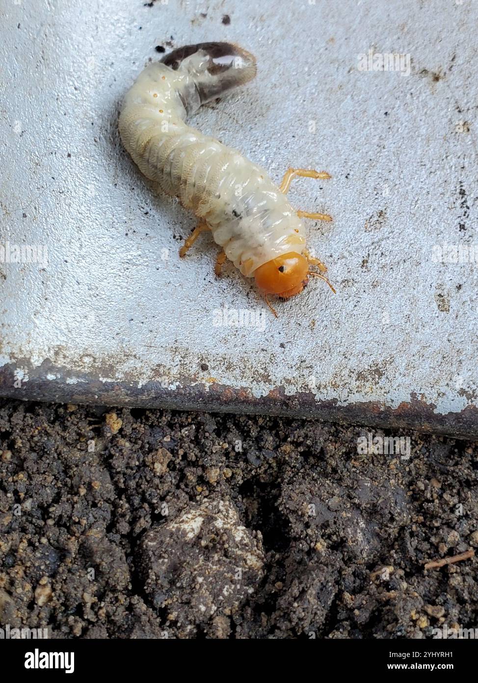 Hermit Flower Beetle (Osmoderma eremicola Stock Photo - Alamy