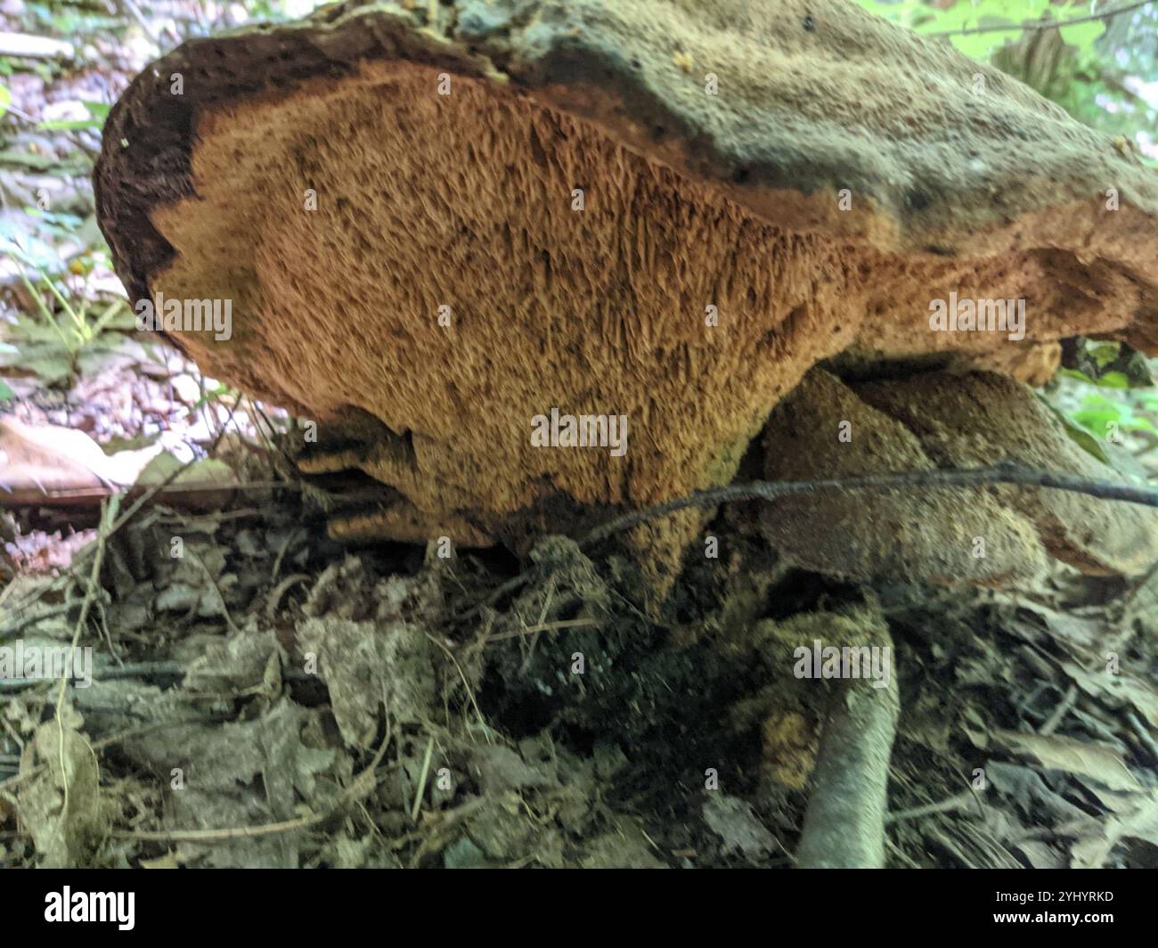 ash-tree bolete (Boletinellus merulioides Stock Photo - Alamy