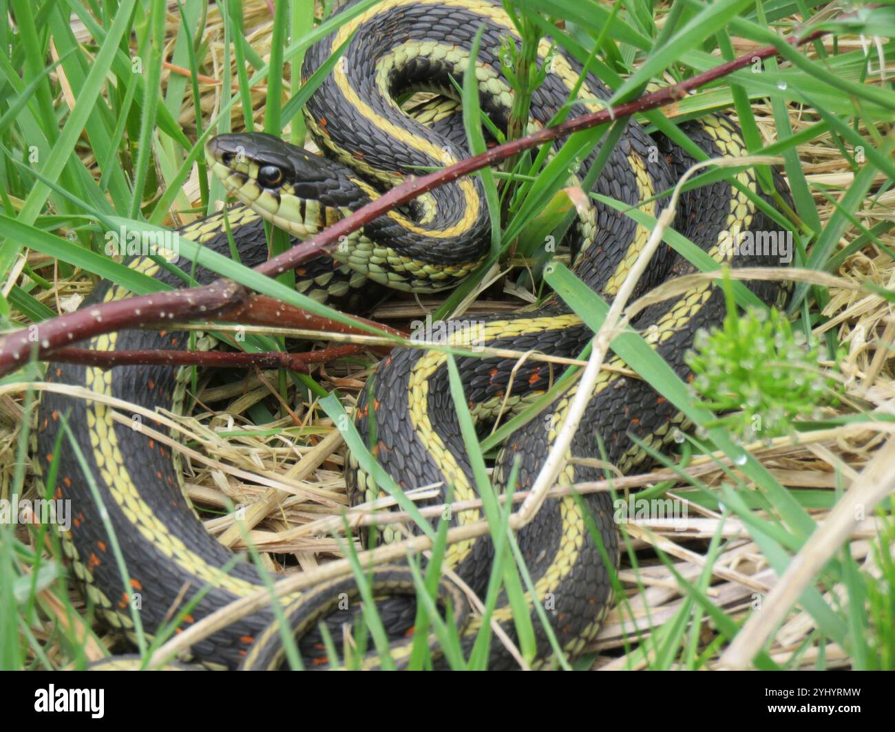 Common Garter Snake (Thamnophis sirtalis Stock Photo - Alamy