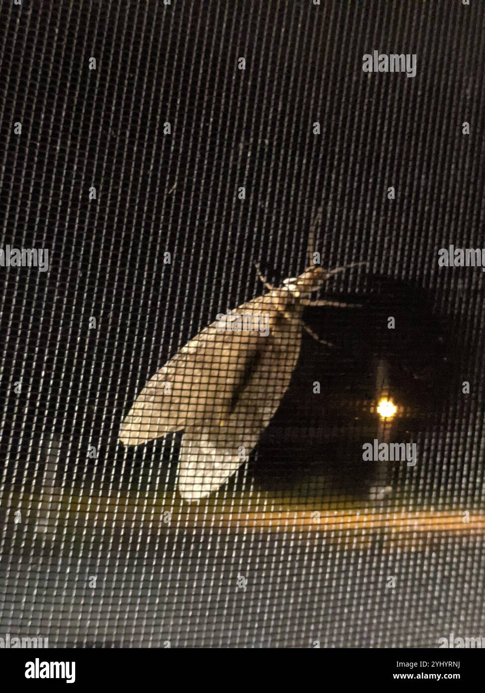 Summer fishfly hi-res stock photography and images - Alamy