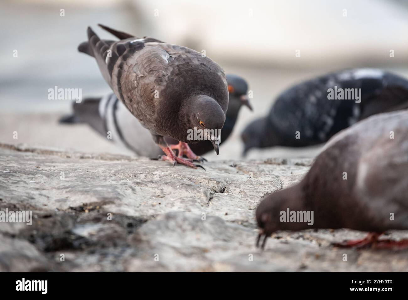 Pigeons search for food on an urban pavement, captured in a candid ...