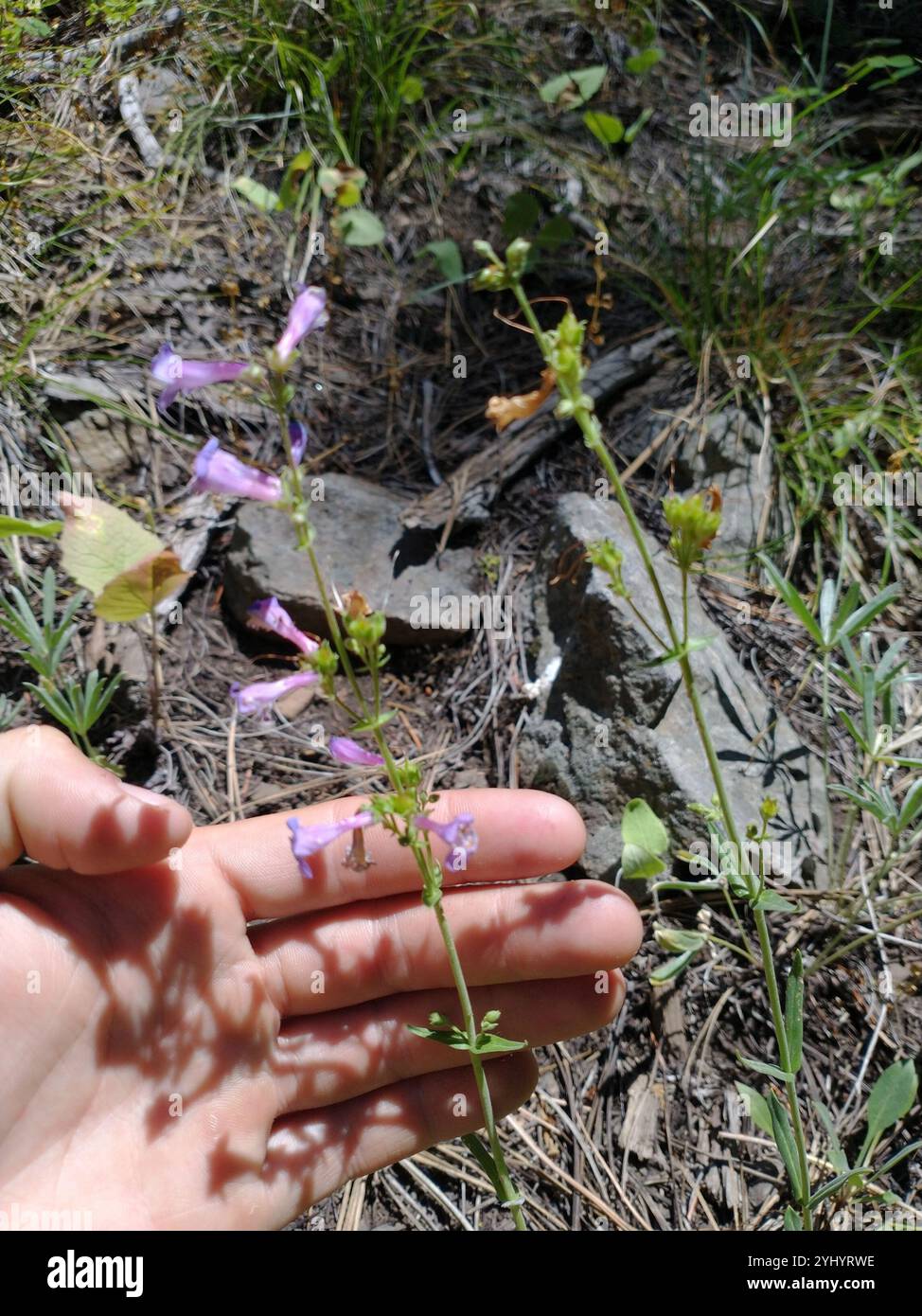 Low Beardtongue (Penstemon humilis Stock Photo - Alamy