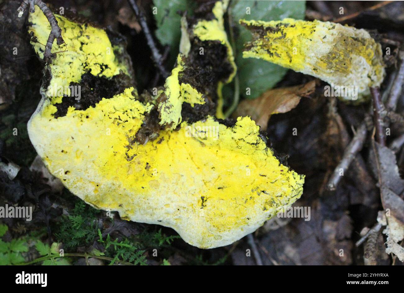 bolete mould (Hypomyces chrysospermus Stock Photo - Alamy