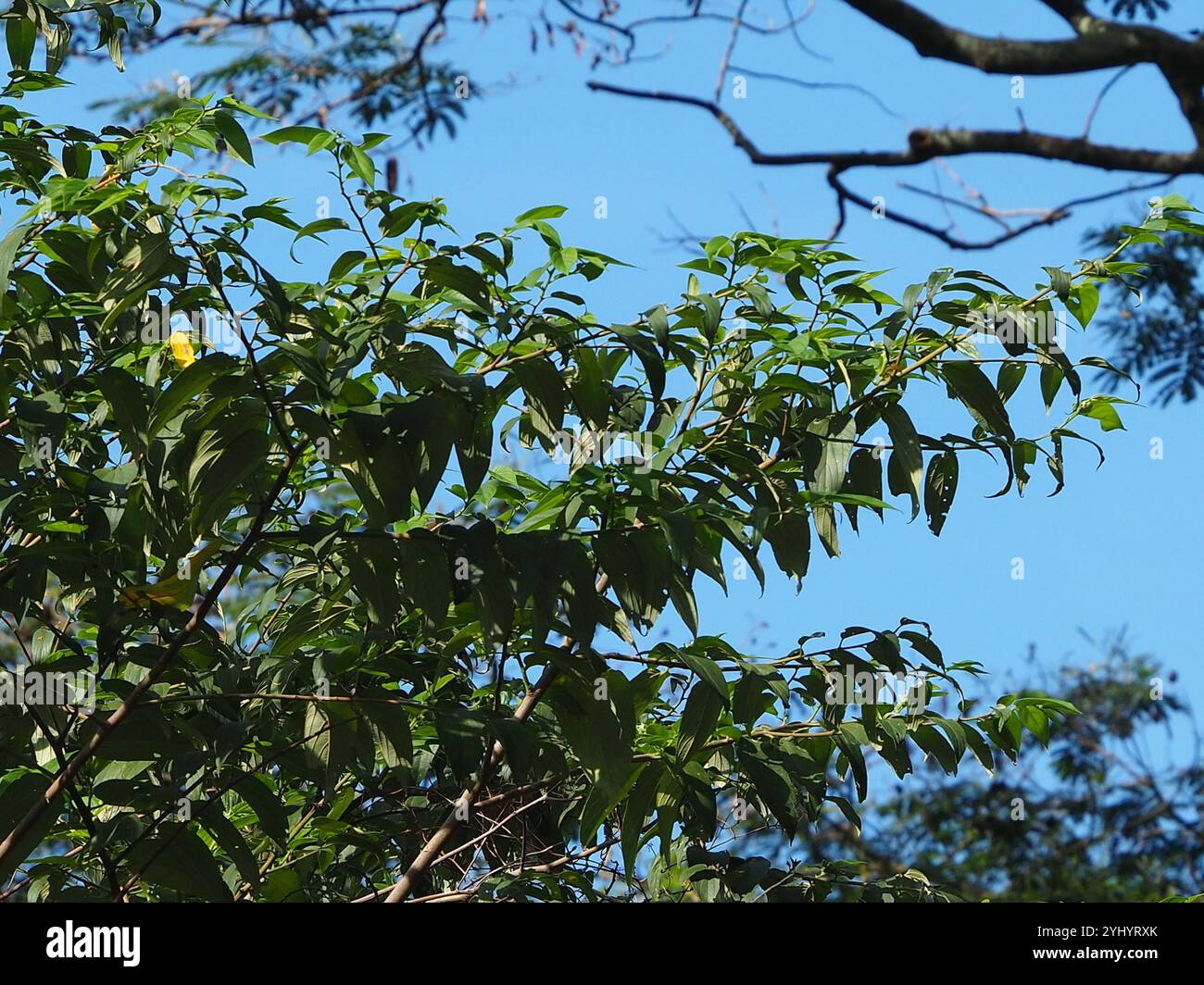 Oriental trema (Trema orientale Stock Photo - Alamy