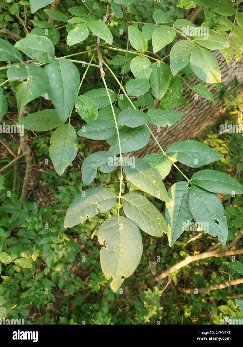 common prickly ash (Zanthoxylum americanum Stock Photo - Alamy