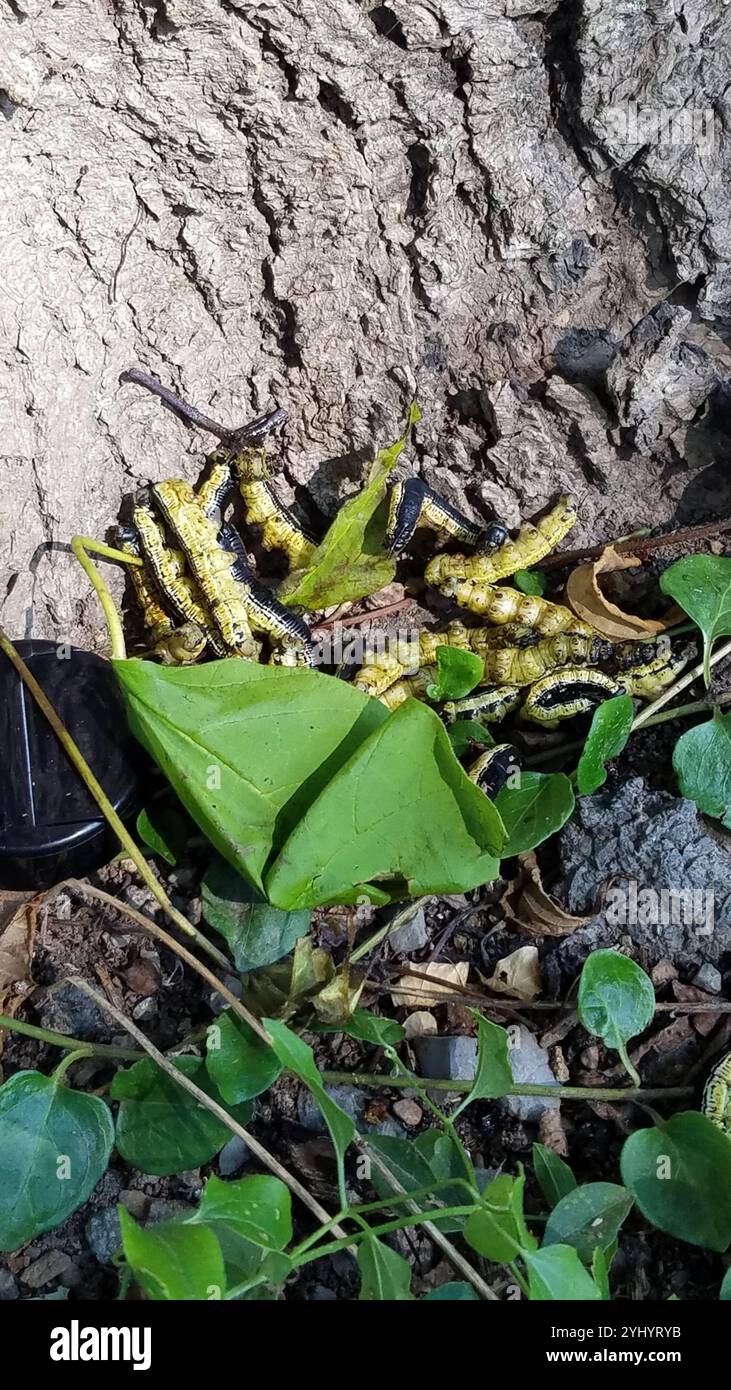 Catalpa Sphinx (Ceratomia catalpae Stock Photo - Alamy