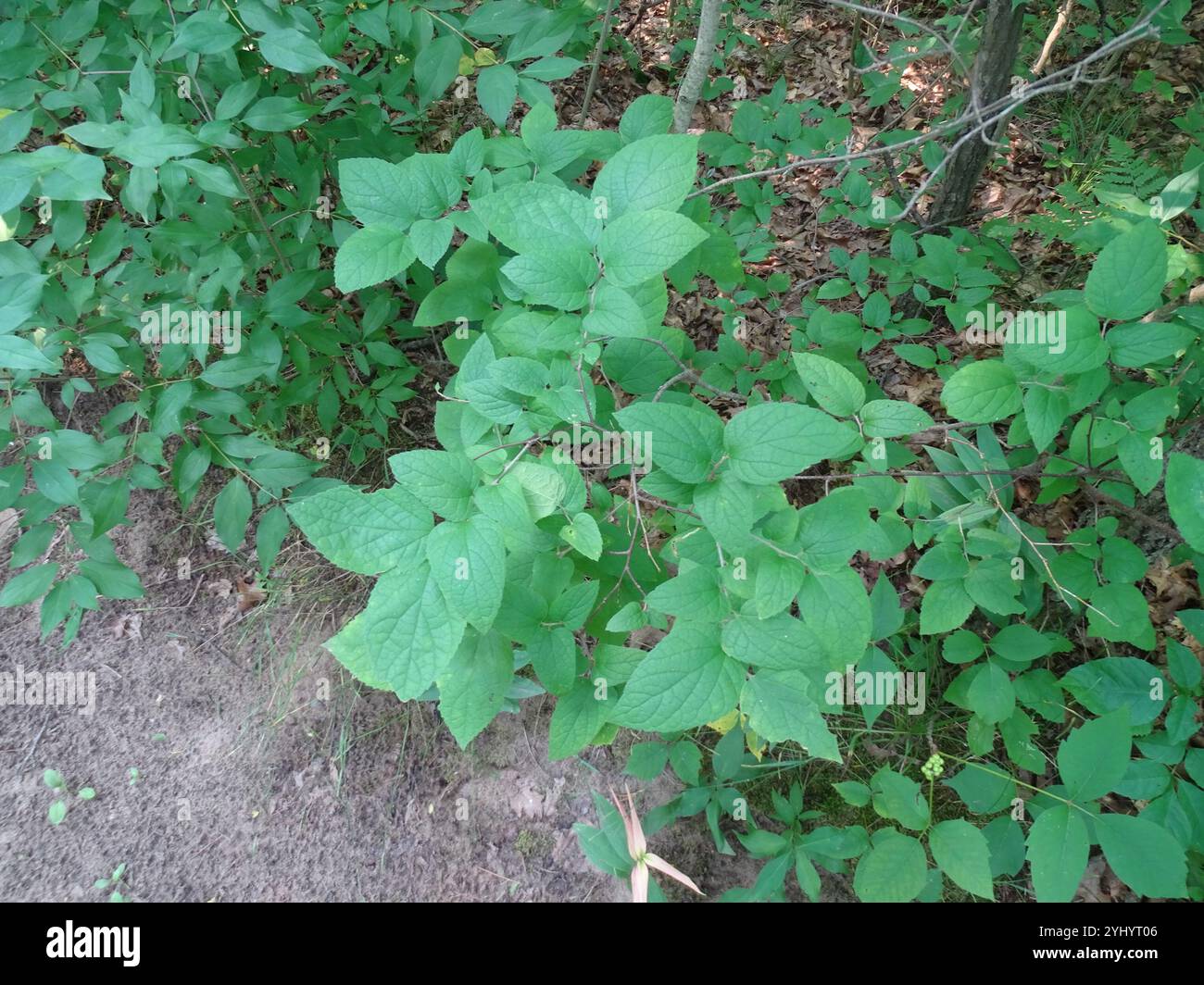 Dwarf Hackberry (Celtis tenuifolia Stock Photo - Alamy