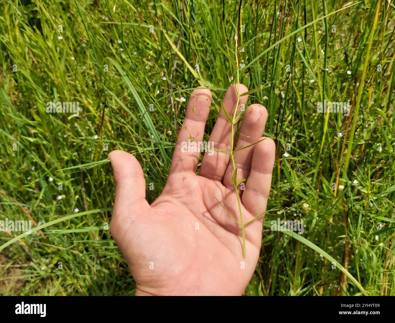 Marsh Speedwell (Veronica scutellata Stock Photo - Alamy