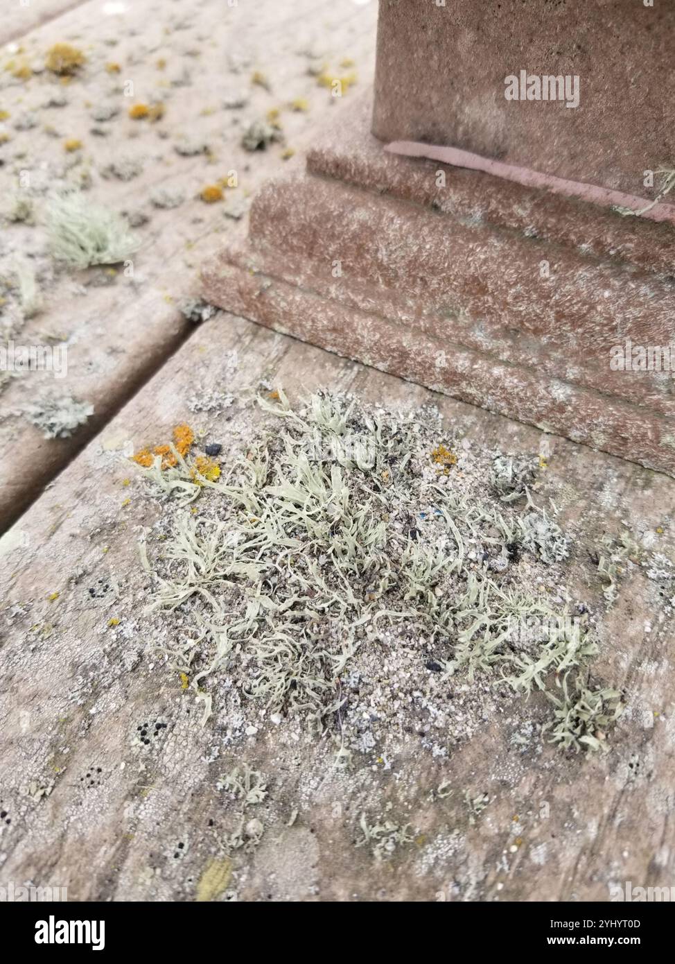 bushy lichens, sea-fog lichens, and allies (Ramalinaceae Stock Photo ...
