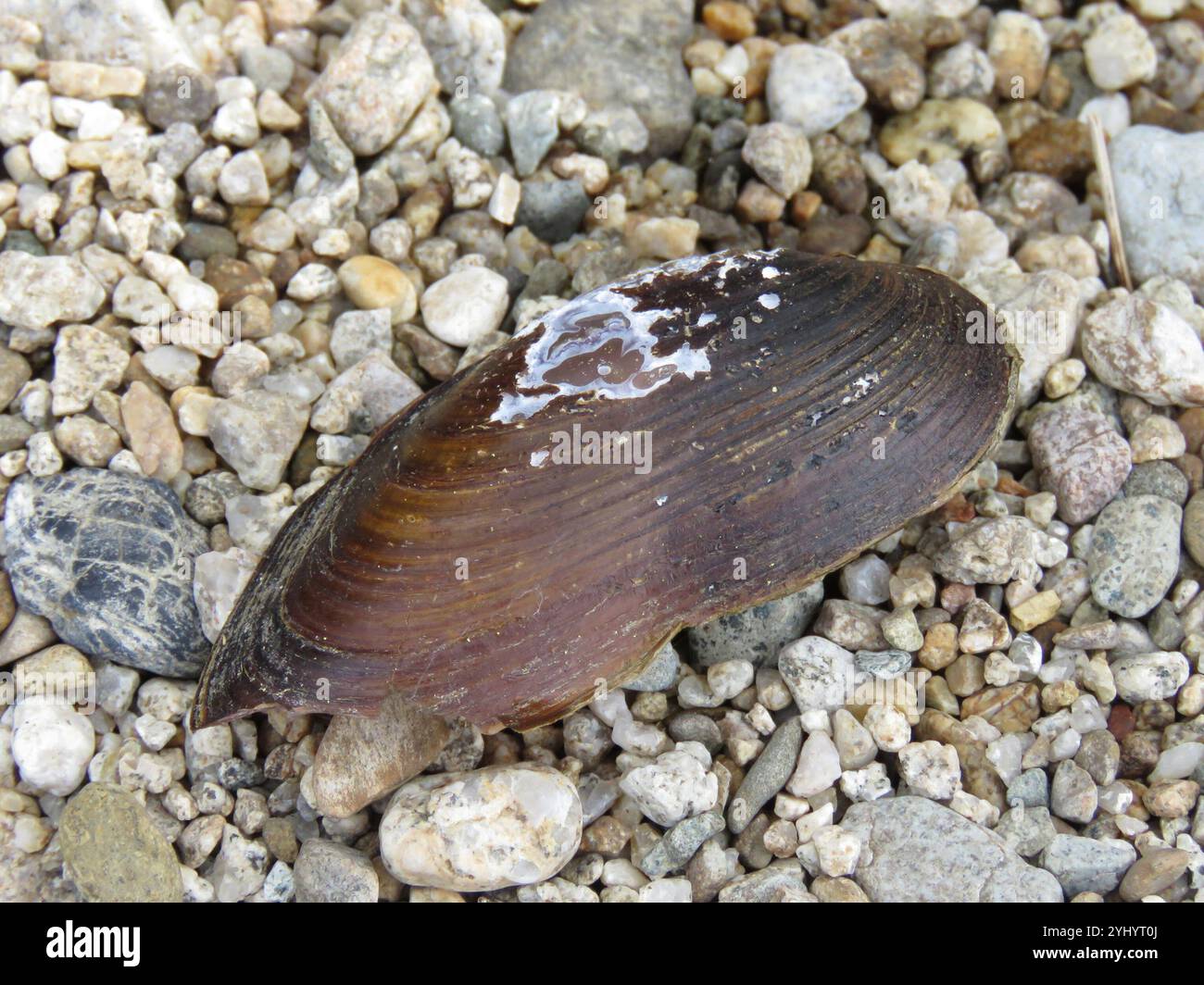 Western Pearlshell (Margaritifera falcata Stock Photo - Alamy