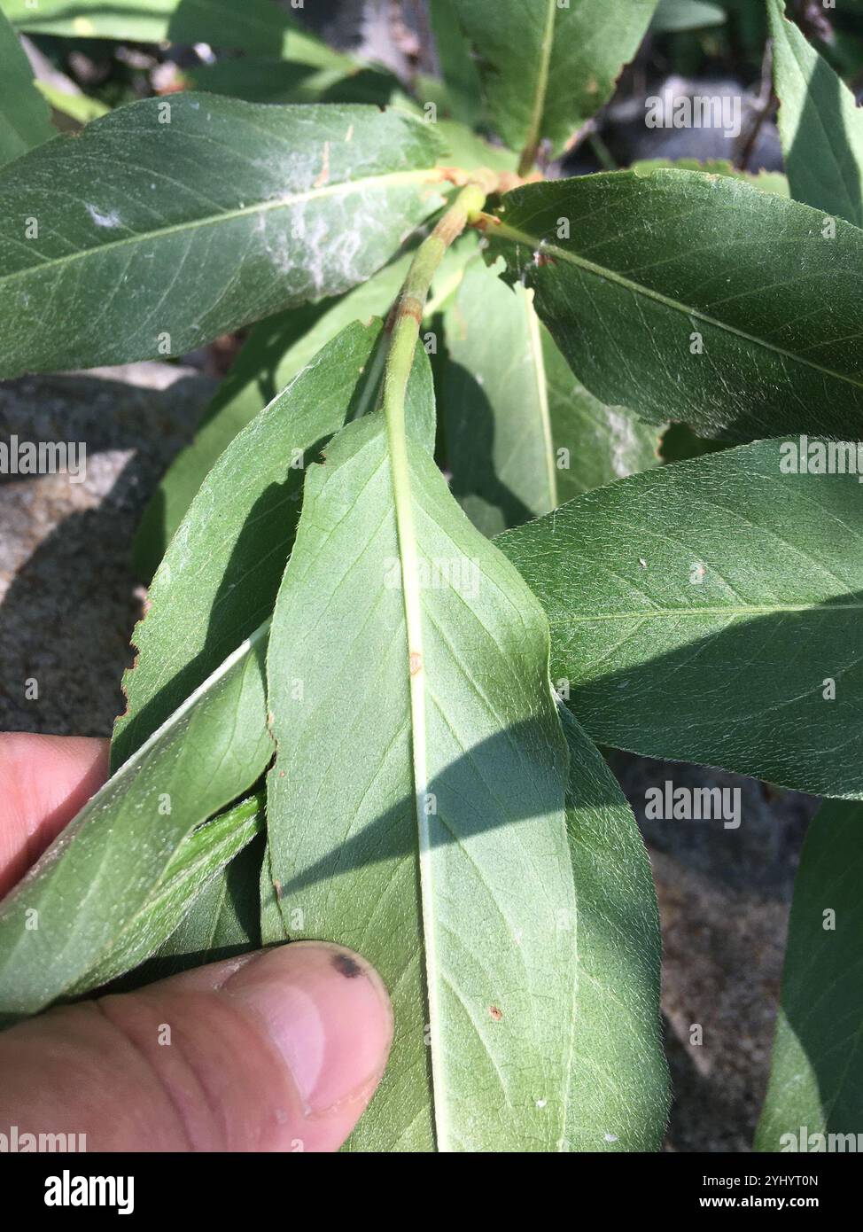 longroot smartweed (Persicaria amphibia emersa Stock Photo - Alamy