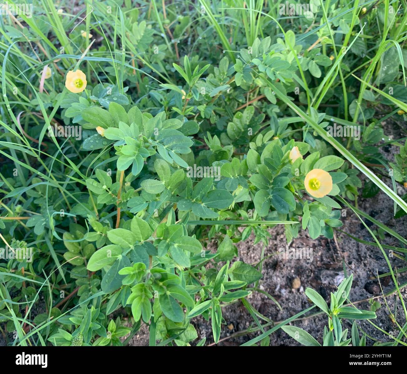 Big caltrop (Kallstroemia maxima Stock Photo - Alamy