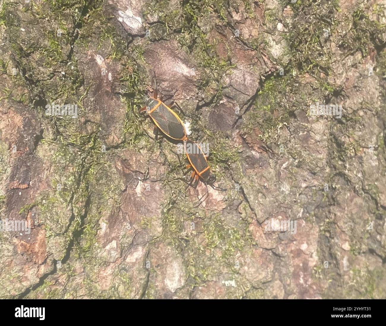 Eastern Bordered Plant Bug (Largus succinctus Stock Photo - Alamy