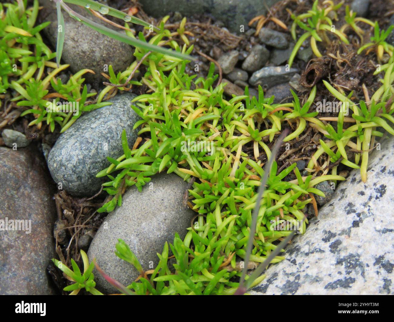 Procumbent Pearlwort (Sagina procumbens Stock Photo - Alamy
