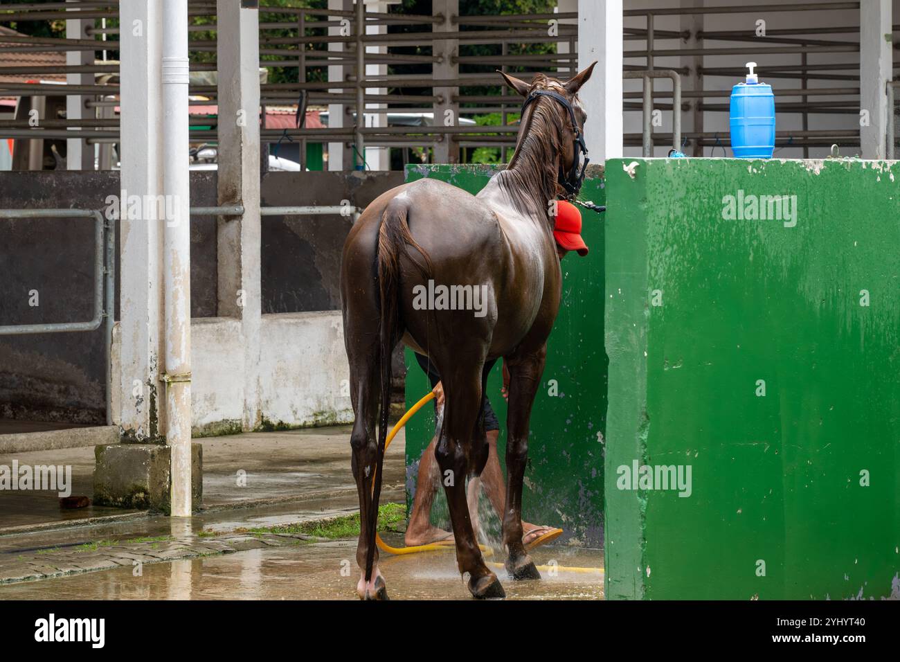 Capture the essence of equine care with this refreshing image of a ...