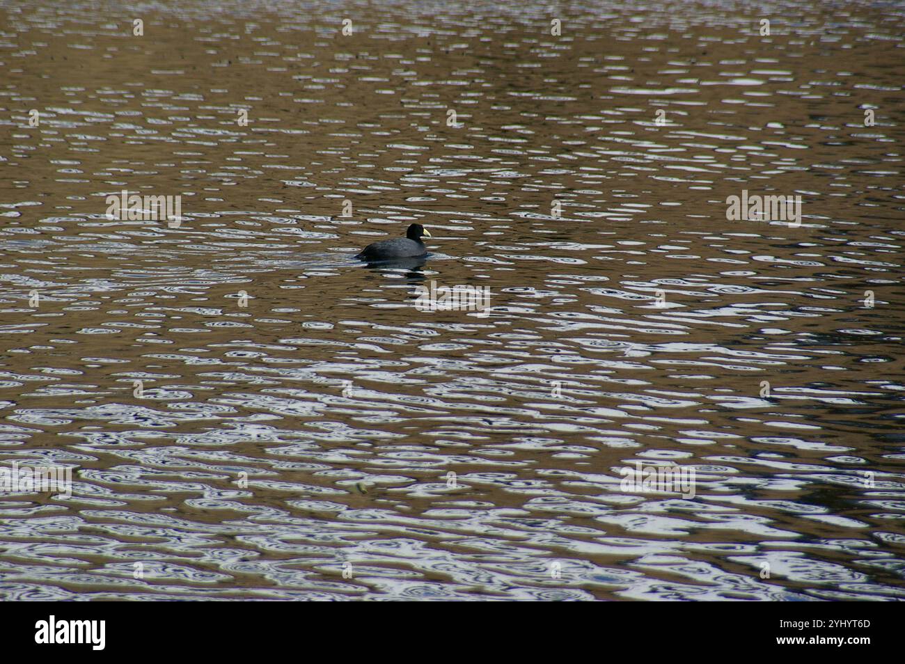 Slate-colored Coot (Fulica ardesiaca Stock Photo - Alamy