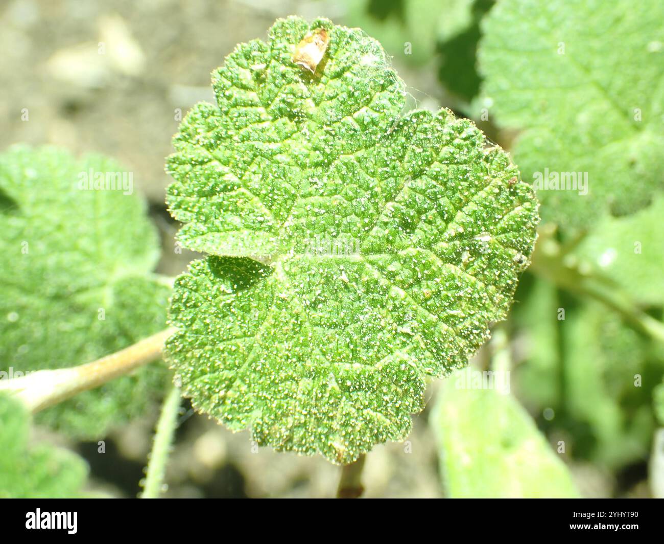 sticky currant (Ribes viscosissimum Stock Photo - Alamy