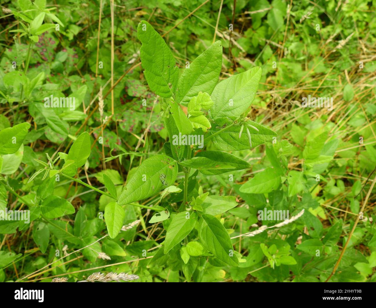 perplexed tick-trefoil (Desmodium perplexum Stock Photo - Alamy