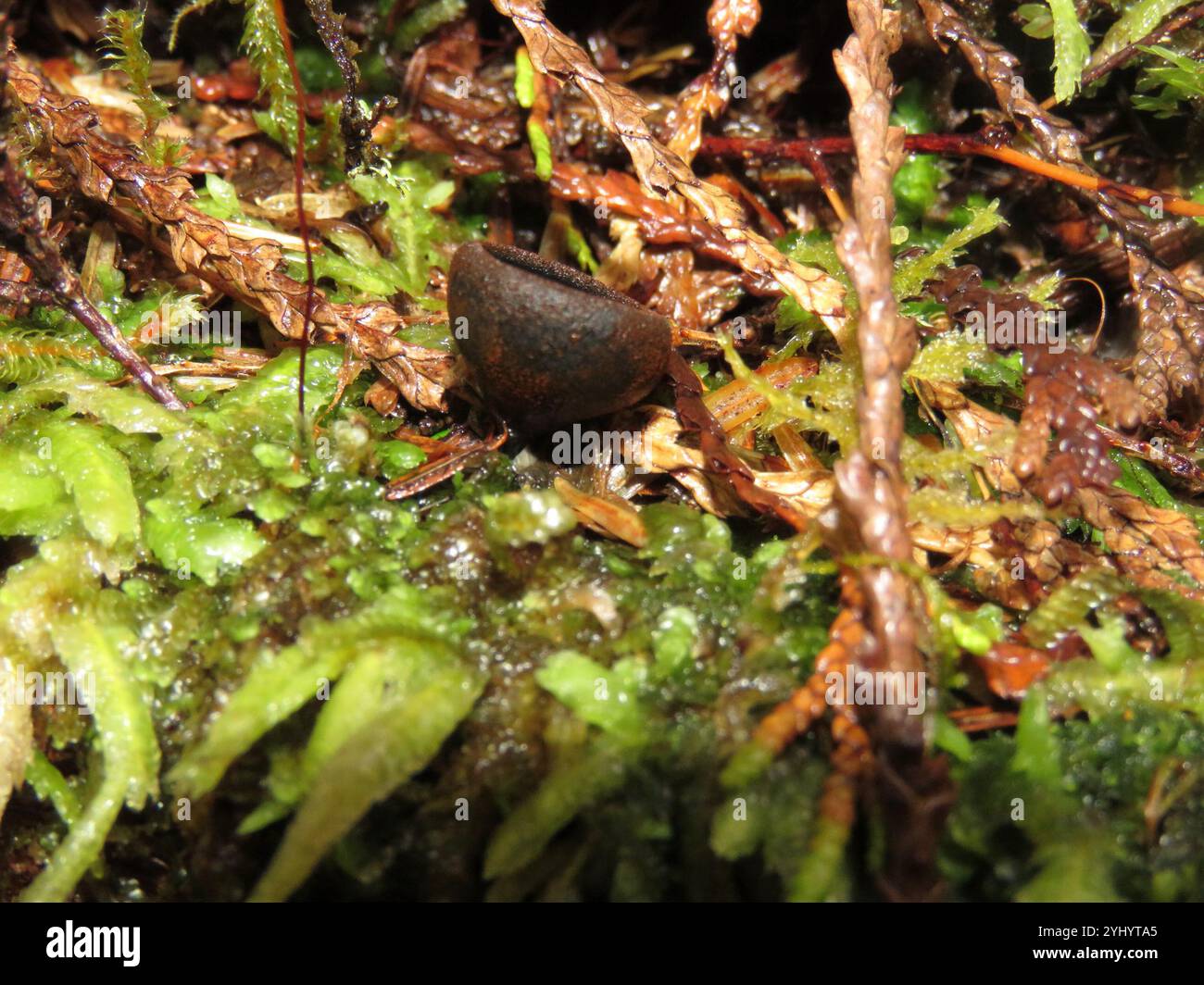 Plectania hi-res stock photography and images - Alamy
