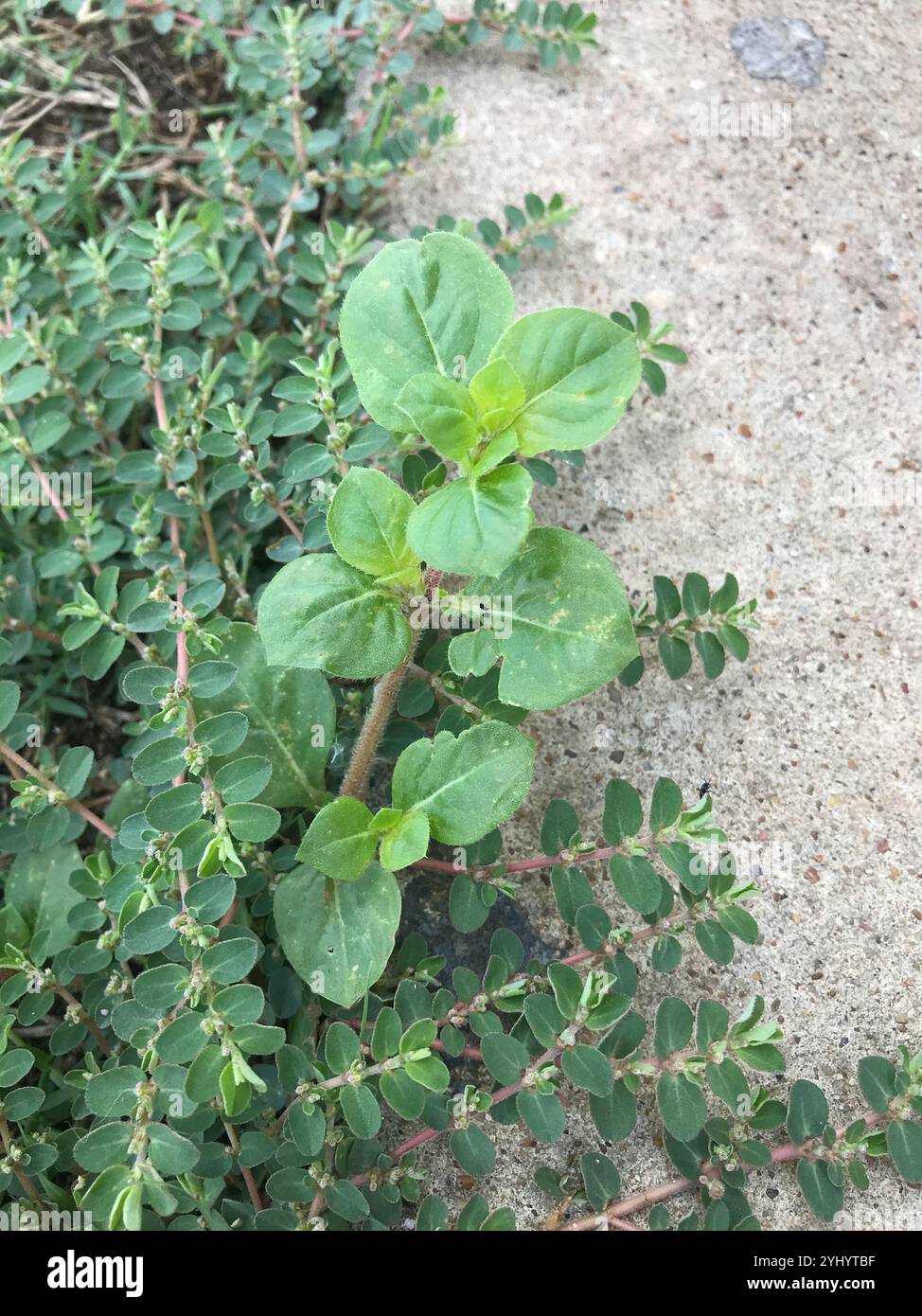 creeping chaffweed (Alternanthera pungens Stock Photo - Alamy