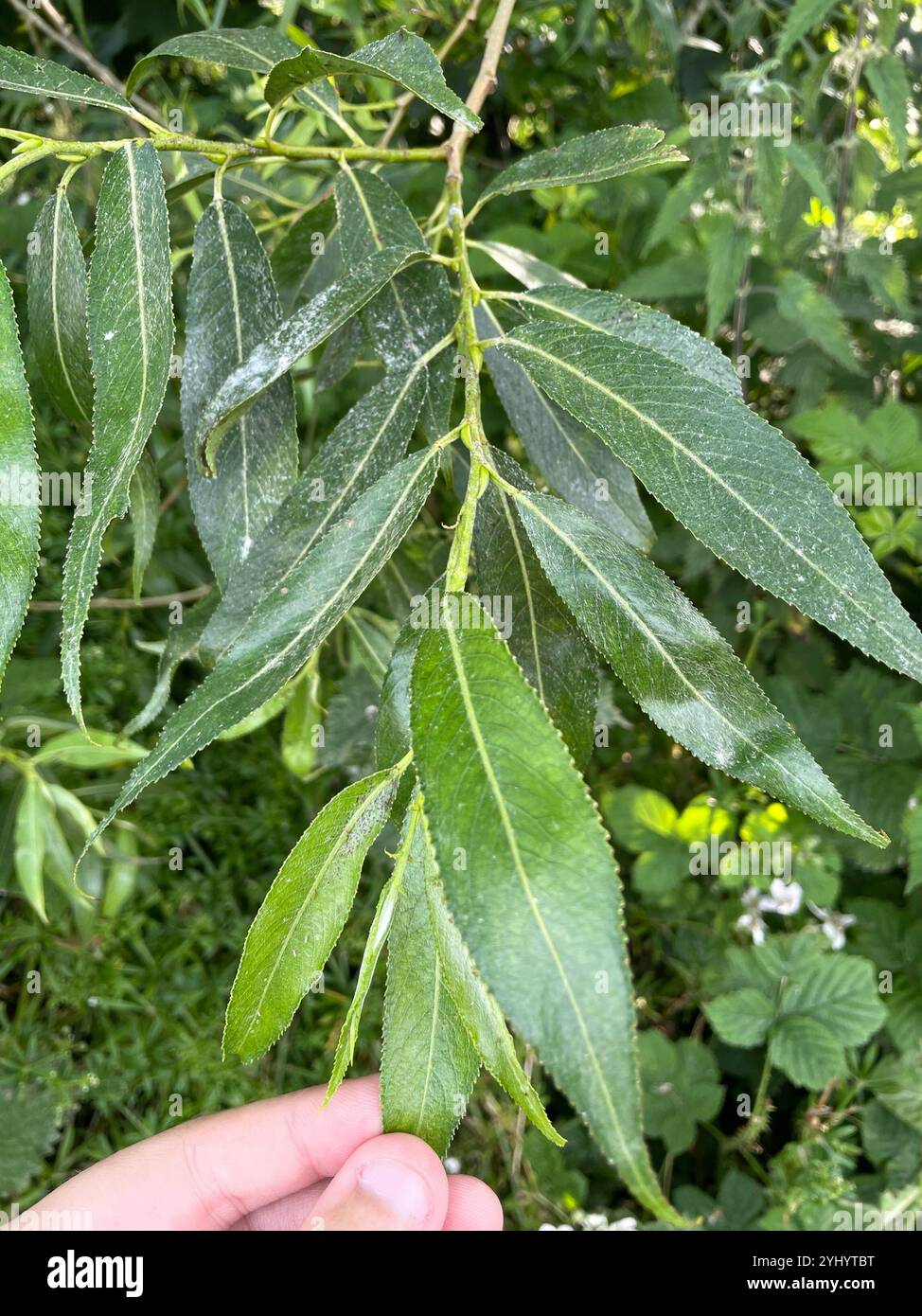hybrid crack willow (Salix × fragilis Stock Photo - Alamy