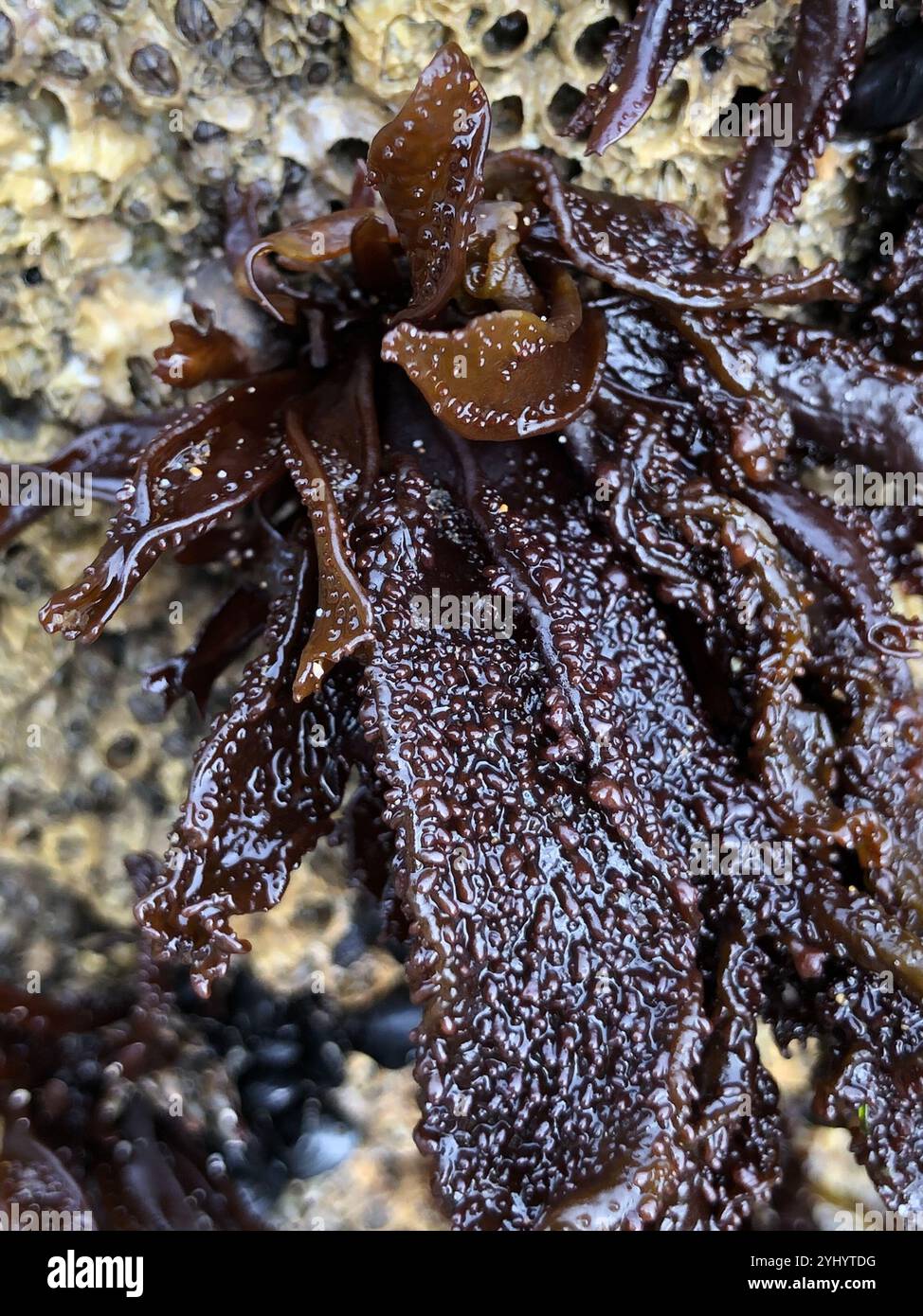 Mastocarpus papillatus hi-res stock photography and images - Alamy