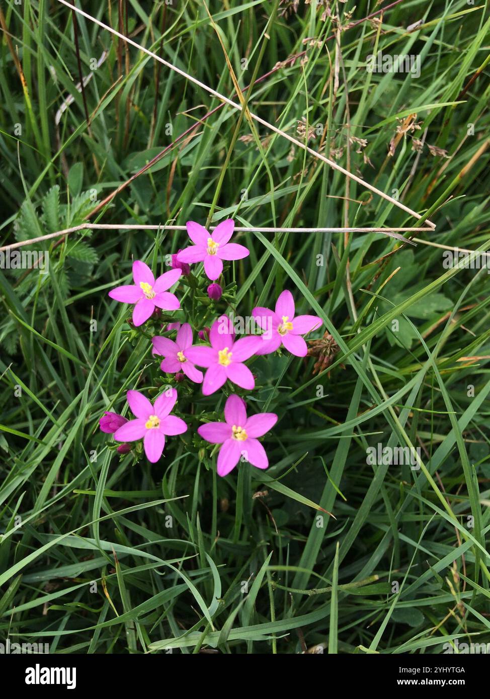 Common centaury (Centaurium erythraea Stock Photo - Alamy