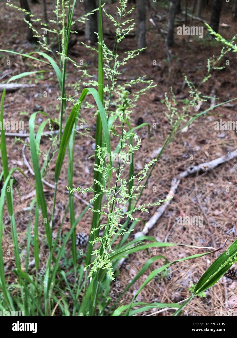 beaked panicum (Coleataenia anceps Stock Photo - Alamy