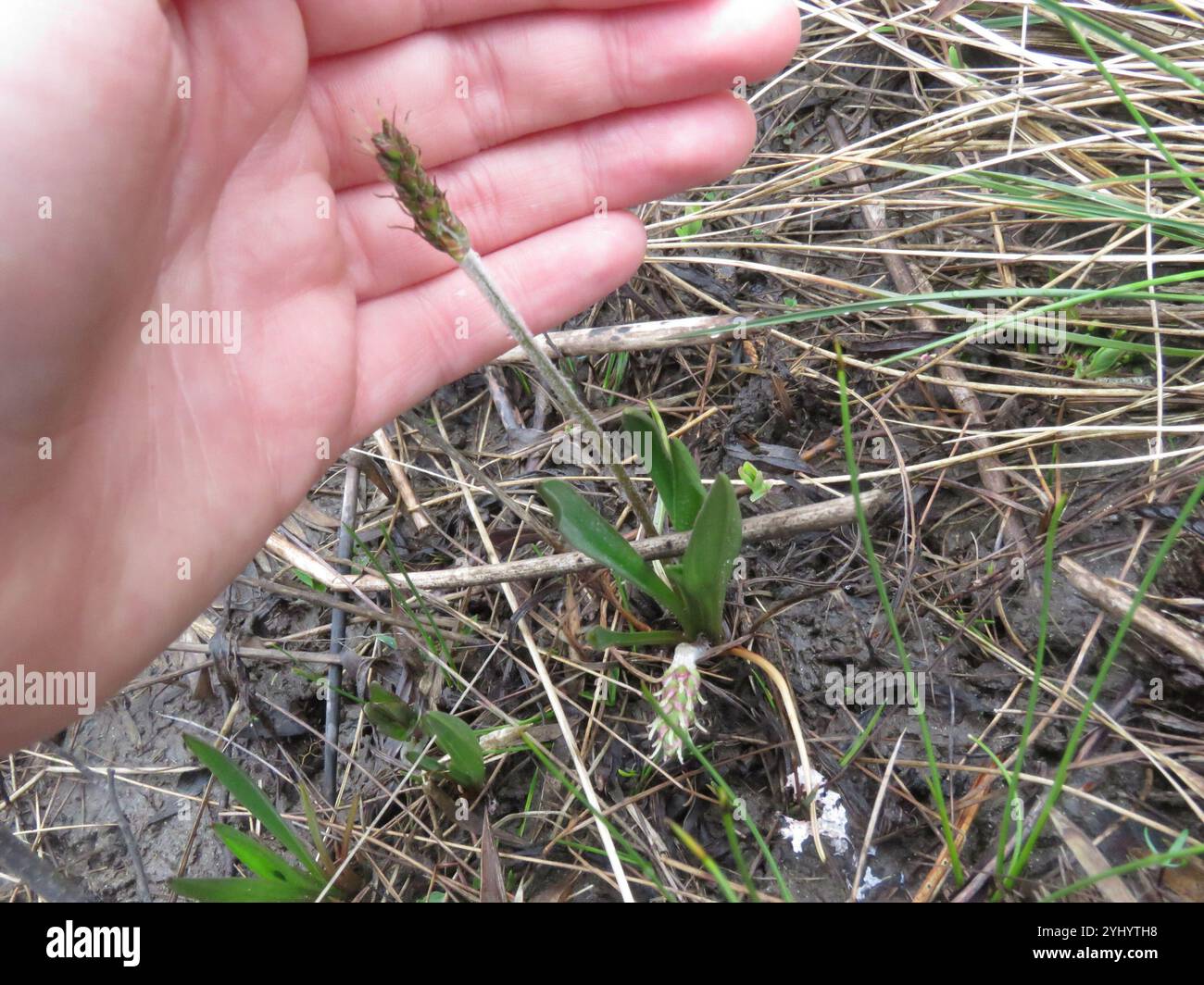 Alaska Plantain (Plantago macrocarpa Stock Photo - Alamy