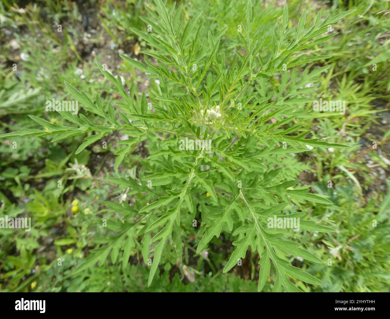 common ragweed (Ambrosia artemisiifolia Stock Photo - Alamy