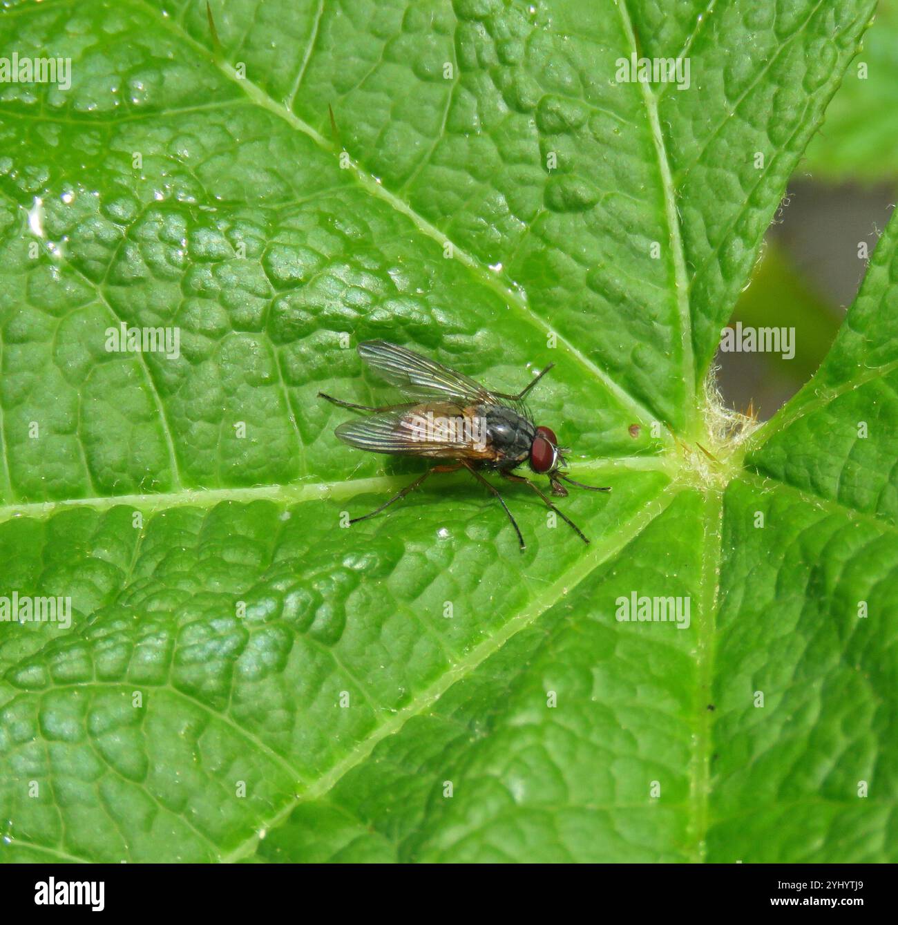 Muscoid Flies (Muscoidea Stock Photo - Alamy
