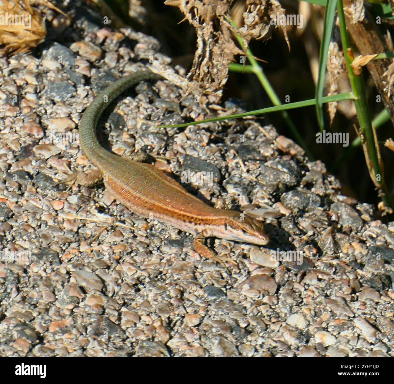 Liolepis hi-res stock photography and images - Alamy