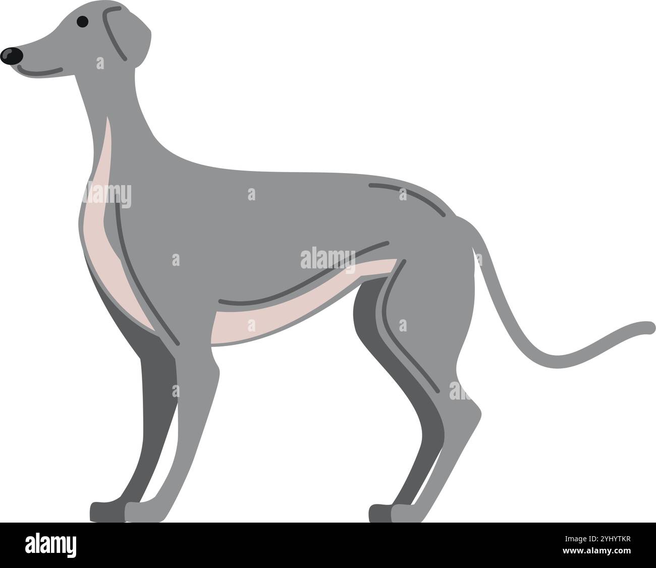 greyhound dog side view Stock Vector Image & Art - Alamy