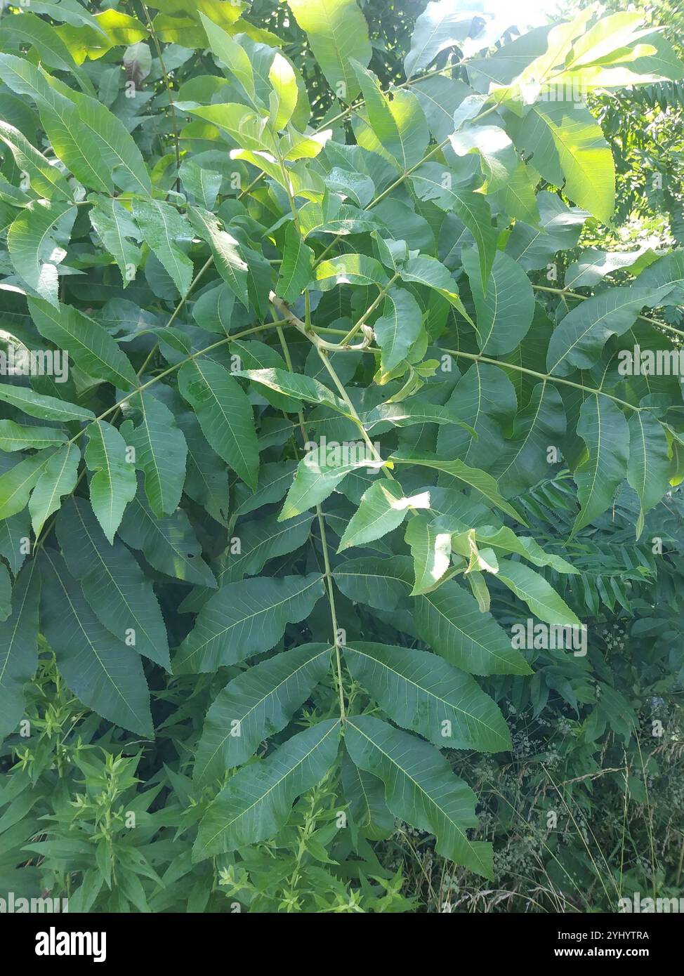 pecan (Carya illinoinensis Stock Photo - Alamy