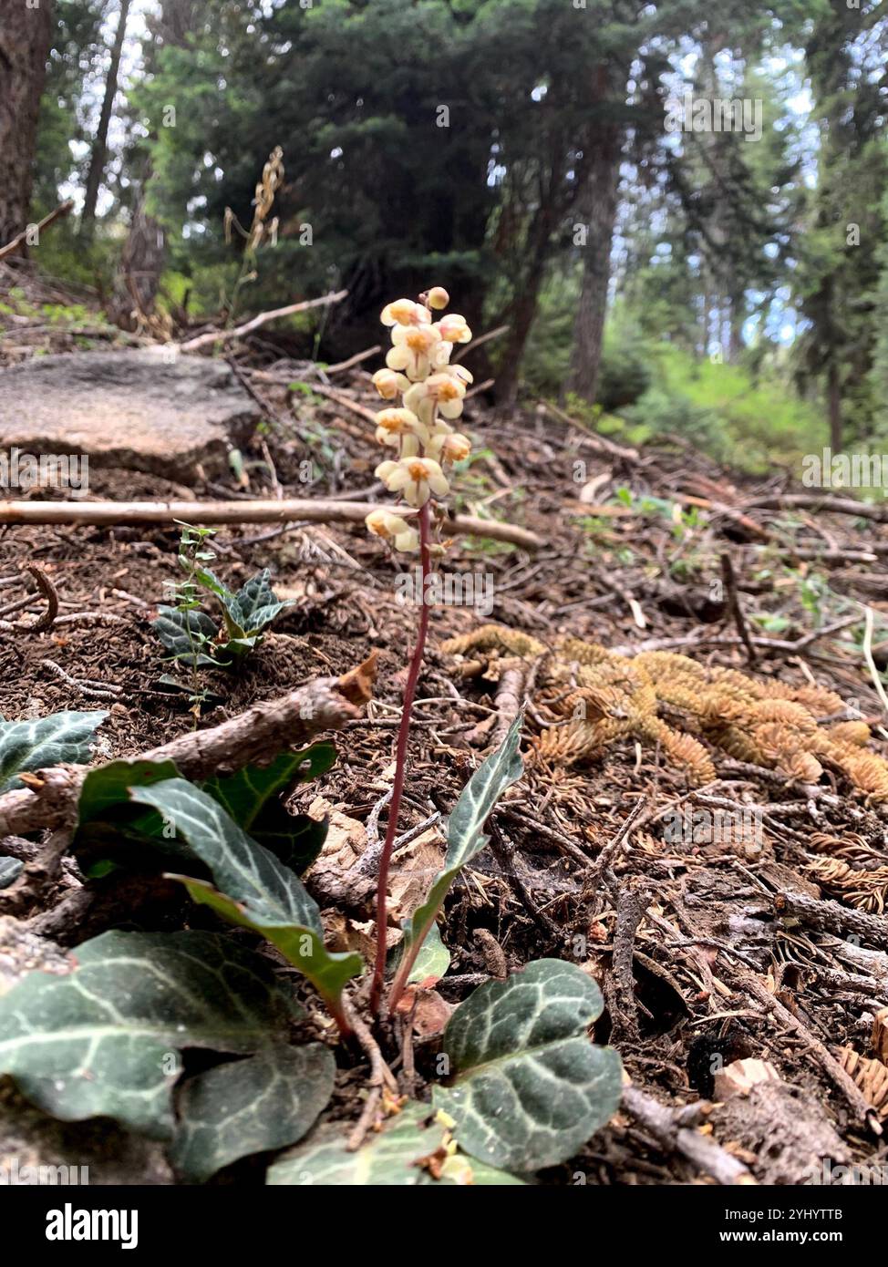 white-veined wintergreen (Pyrola picta Stock Photo - Alamy
