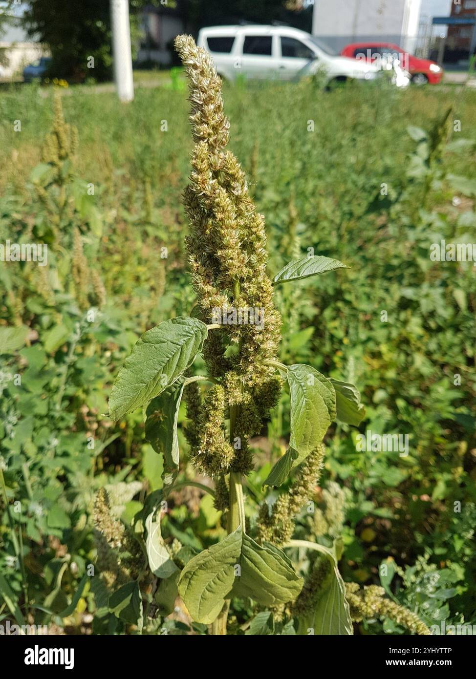 Redroot Amaranth (Amaranthus retroflexus Stock Photo - Alamy