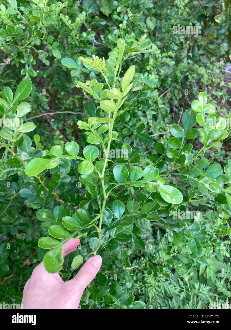 Lime Prickly-ash (Zanthoxylum fagara Stock Photo - Alamy