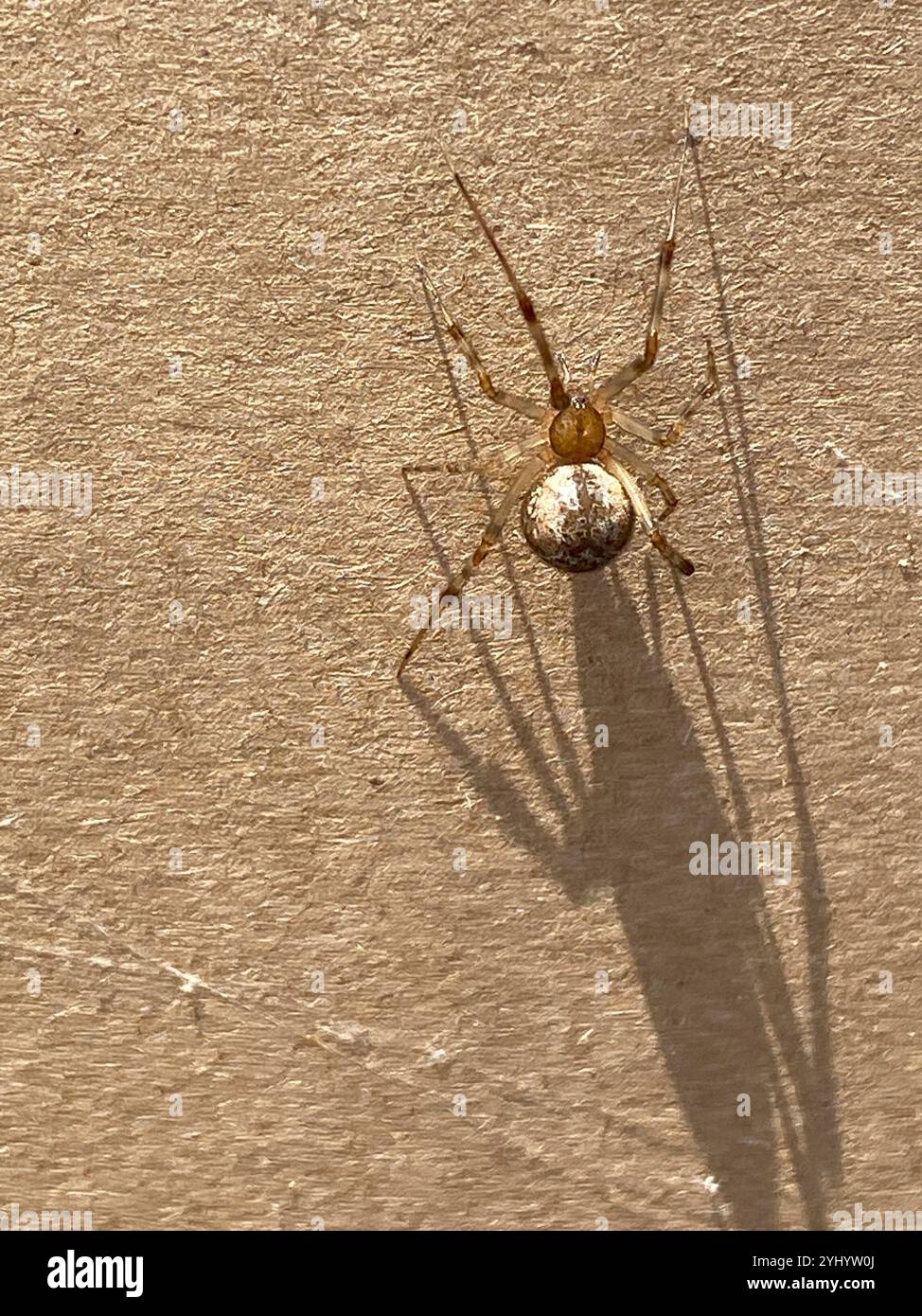 Common House Spider (Parasteatoda tepidariorum Stock Photo - Alamy
