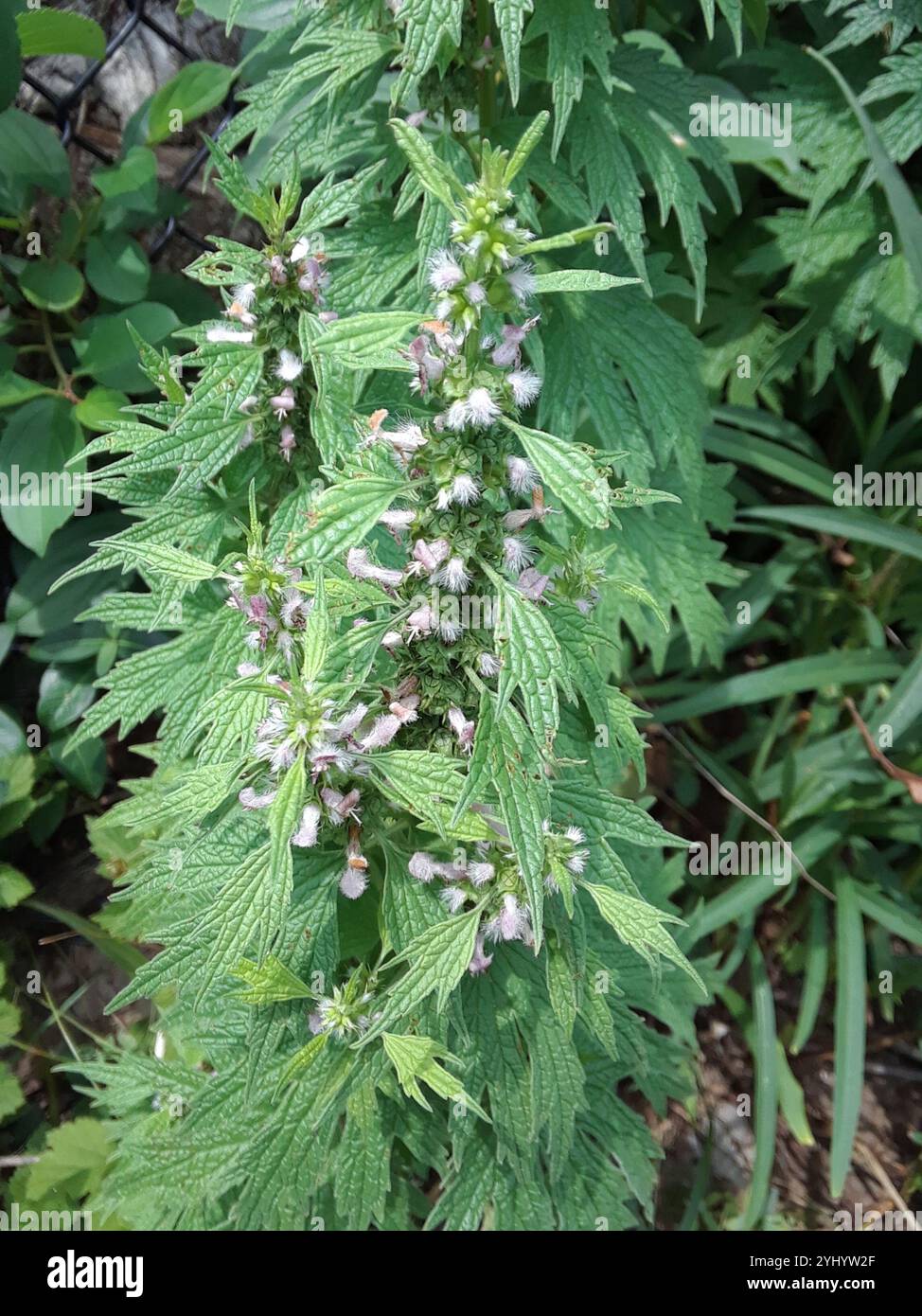 common motherwort (Leonurus cardiaca Stock Photo - Alamy