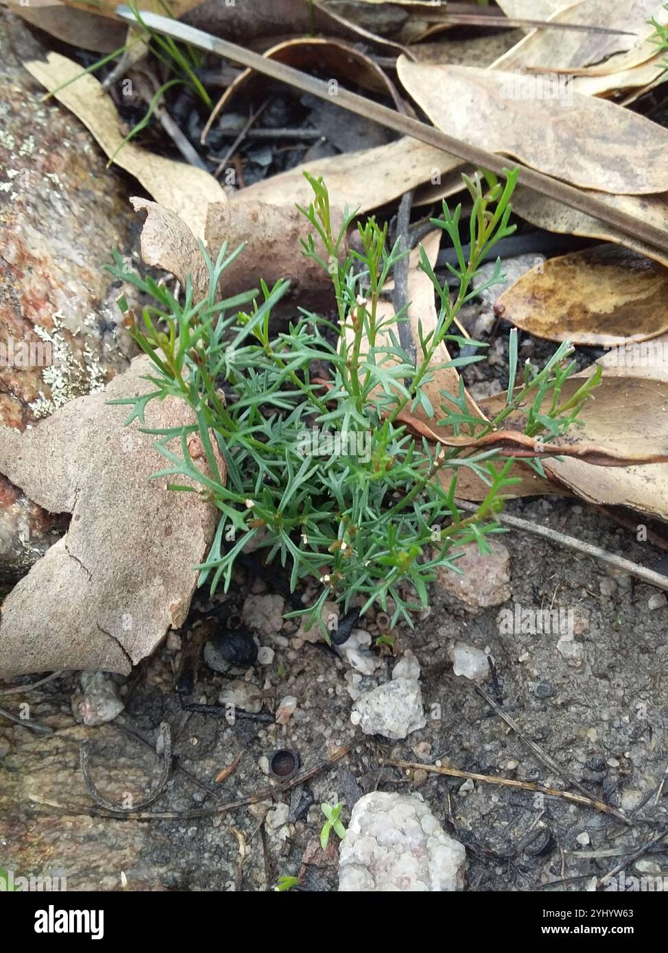 Horny Cone-bush (Isopogon ceratophyllus Stock Photo - Alamy