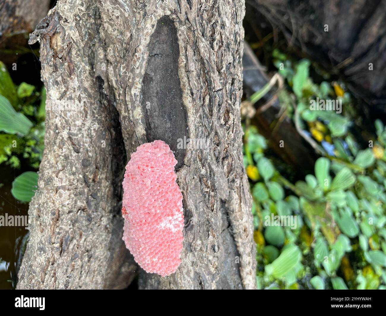 Island apple snail hi-res stock photography and images - Alamy
