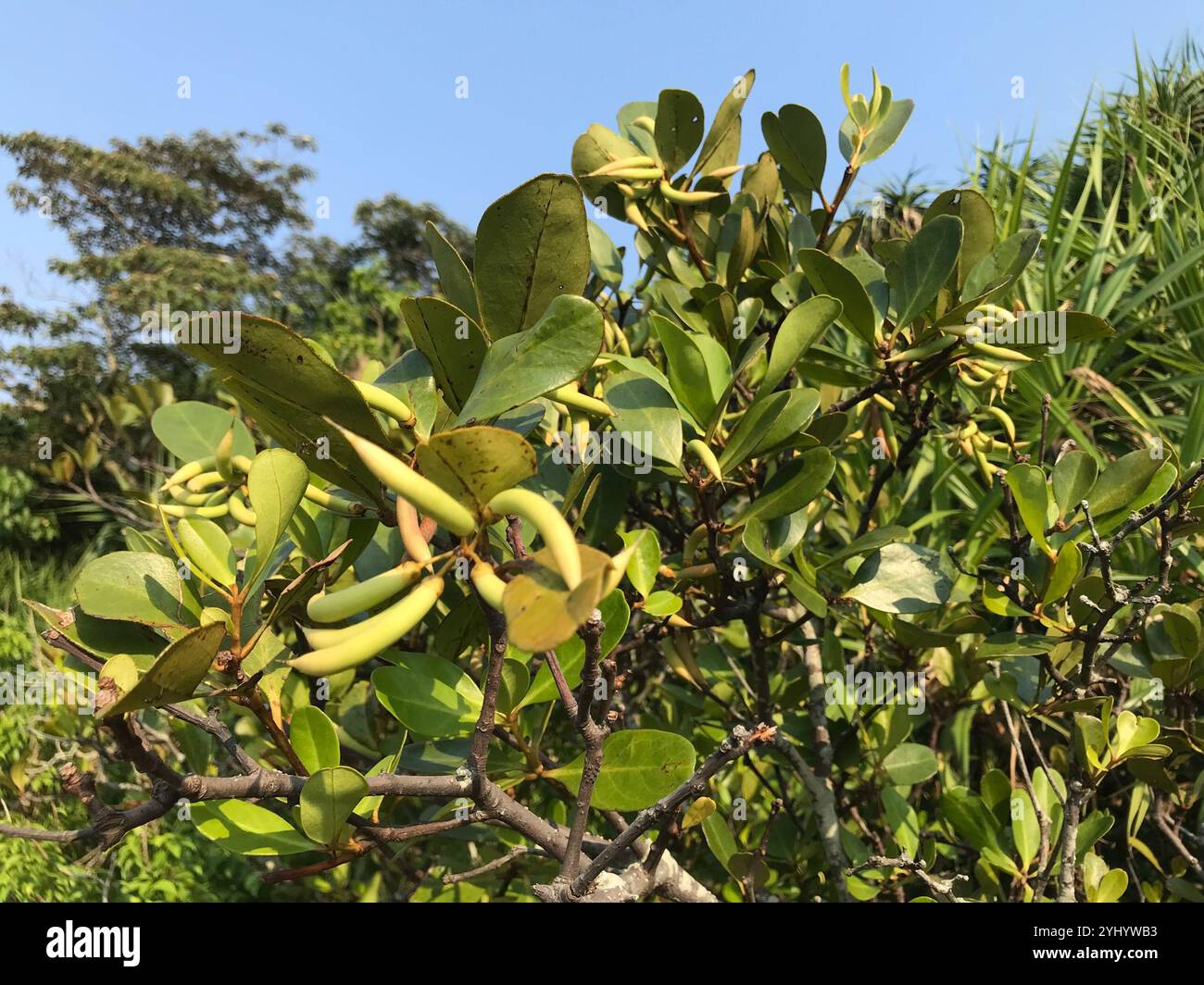 river mangrove (Aegiceras corniculatum Stock Photo - Alamy