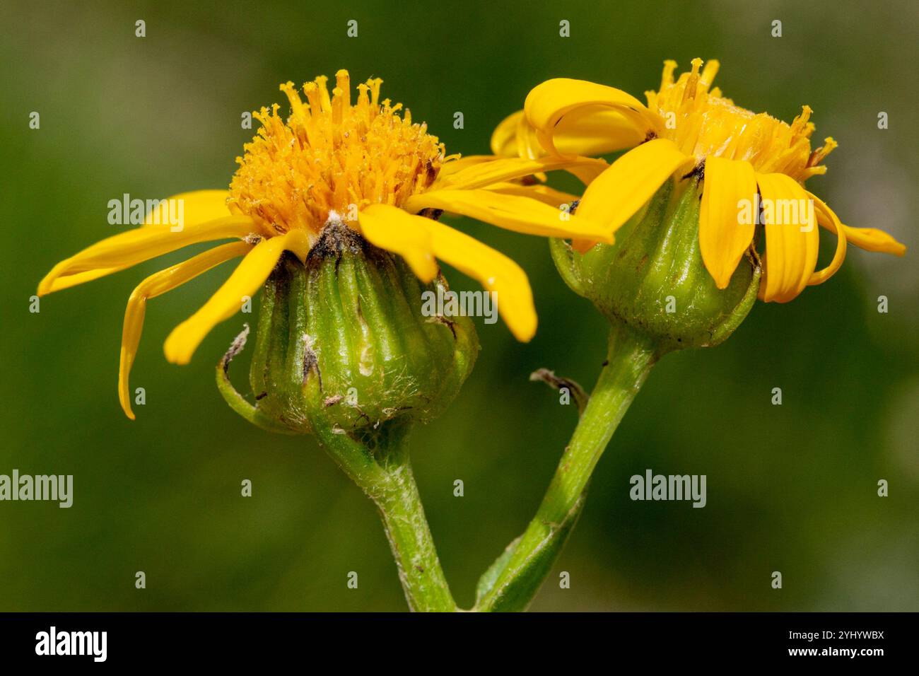 Thickleaf Ragwort (Senecio crassulus Stock Photo - Alamy