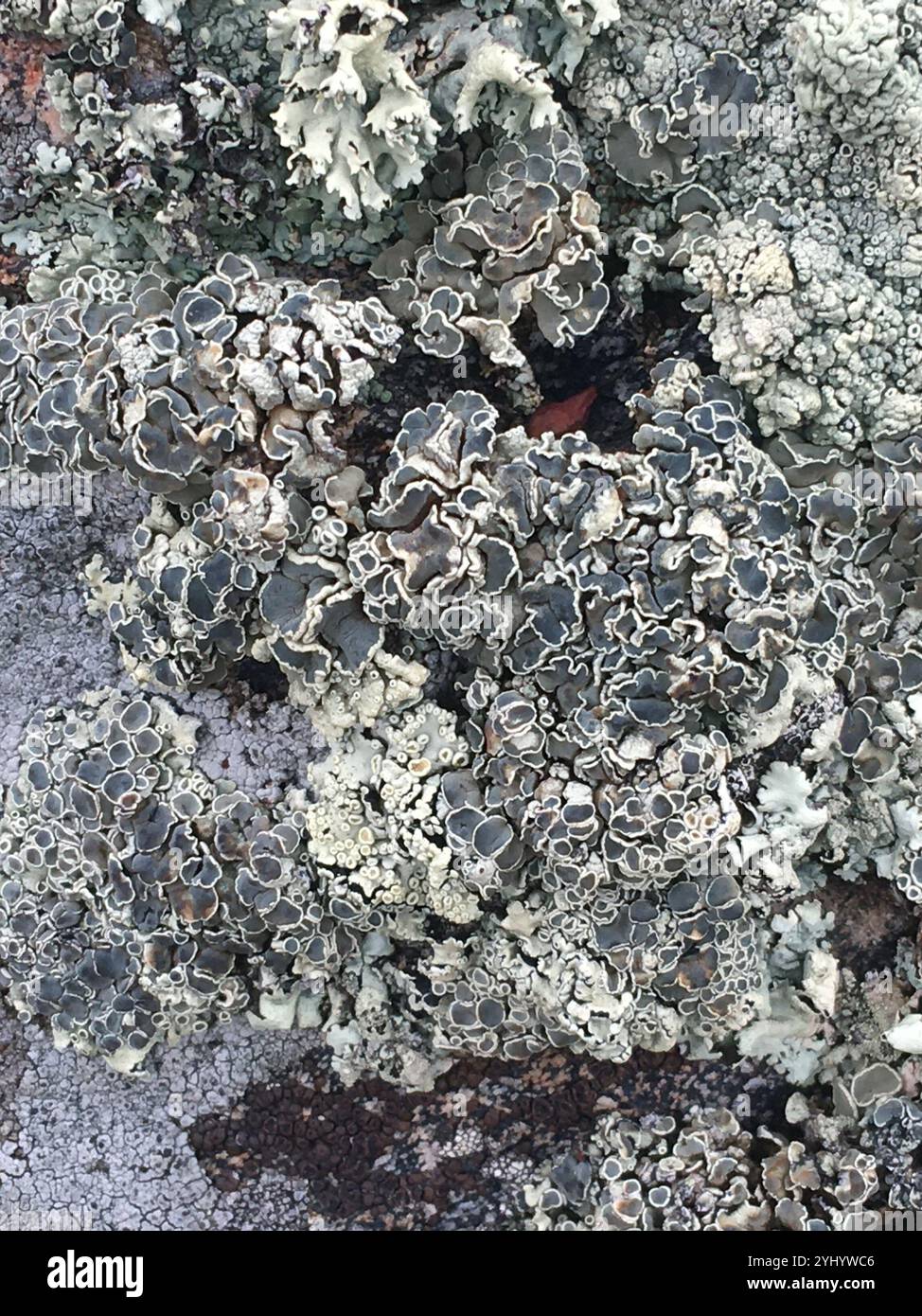 common lichens (Lecanoromycetes Stock Photo - Alamy